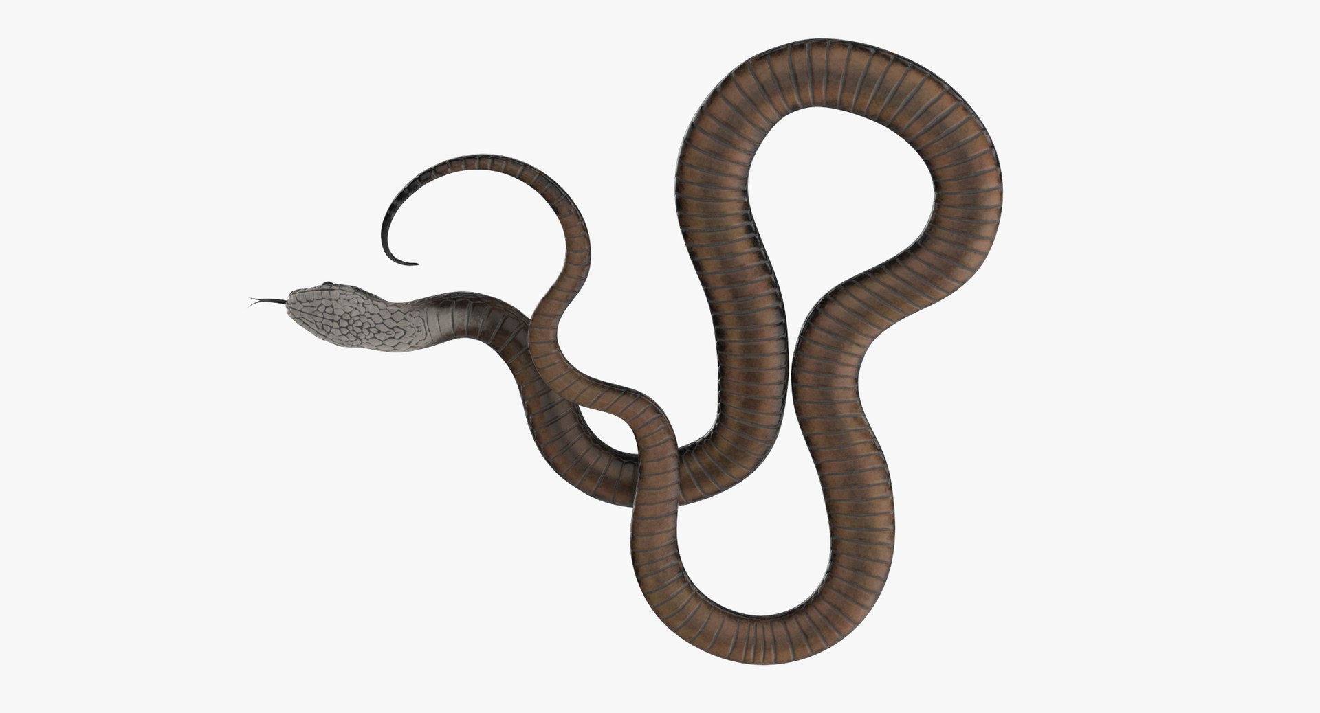 3d model black snake poses