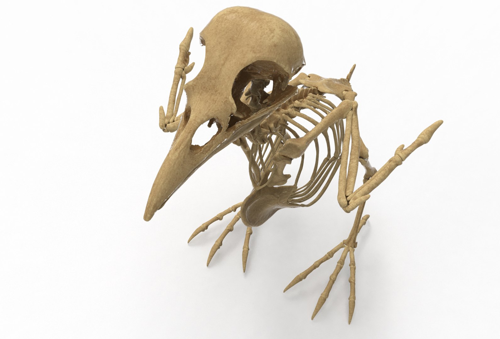 Raven Skeleton Model - TurboSquid 1580846