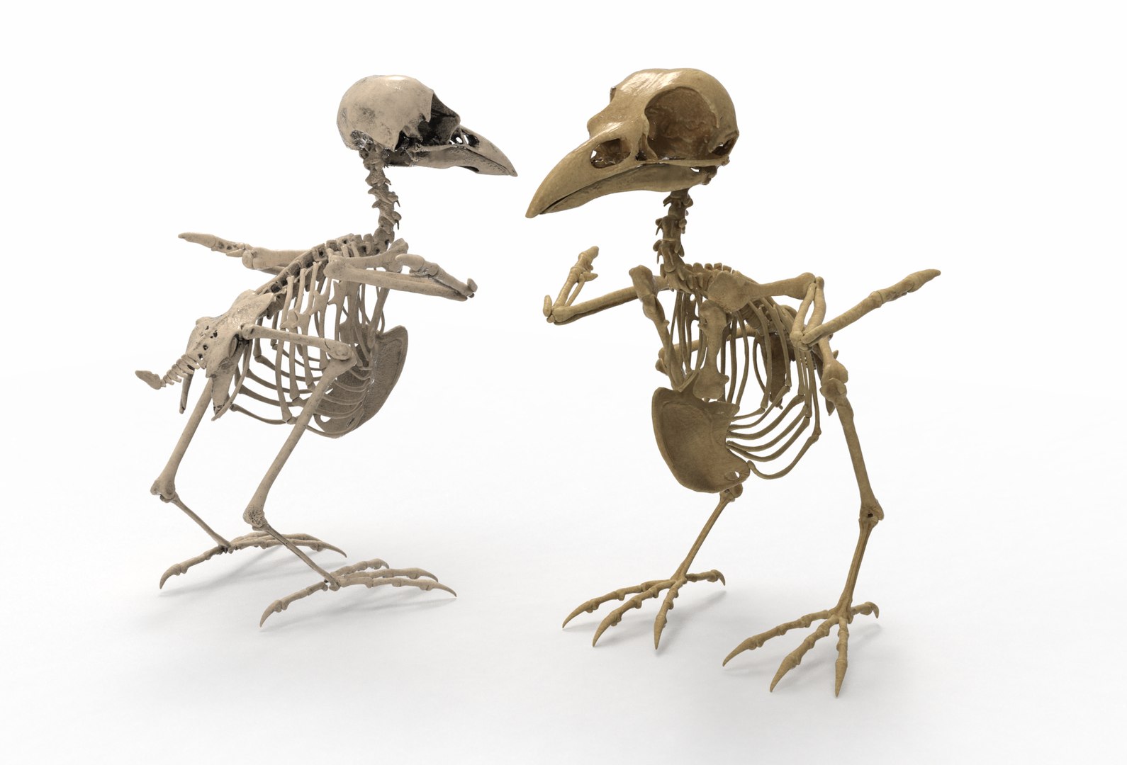 Raven Skeleton Model - TurboSquid 1580846