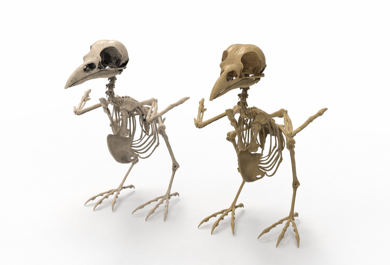 Raven Skeleton Model - TurboSquid 1580846