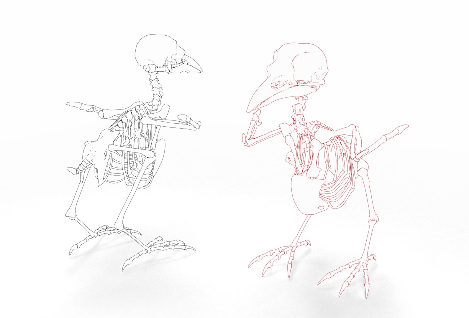Raven Skeleton Model - TurboSquid 1580846
