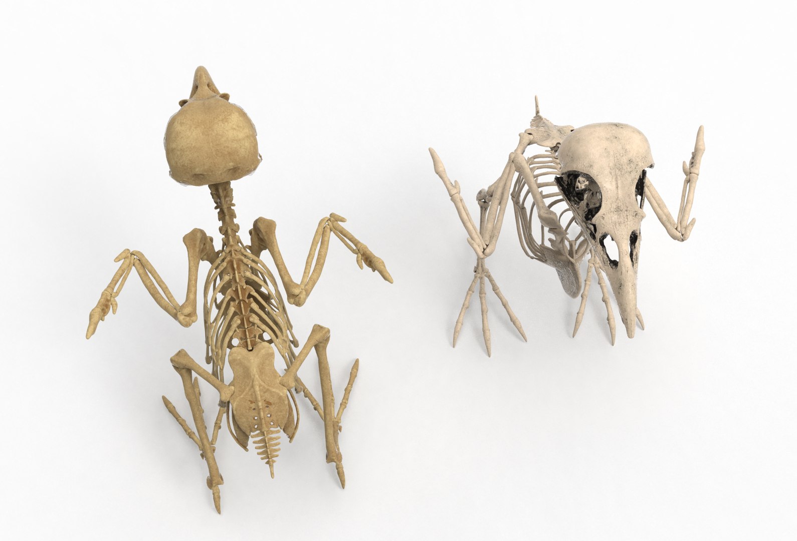 Raven Skeleton Model - TurboSquid 1580846