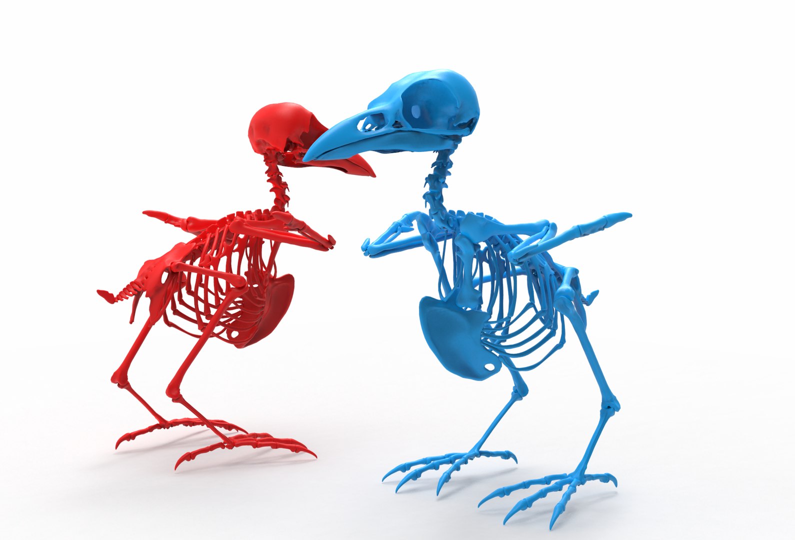 Raven Skeleton Model - TurboSquid 1580846