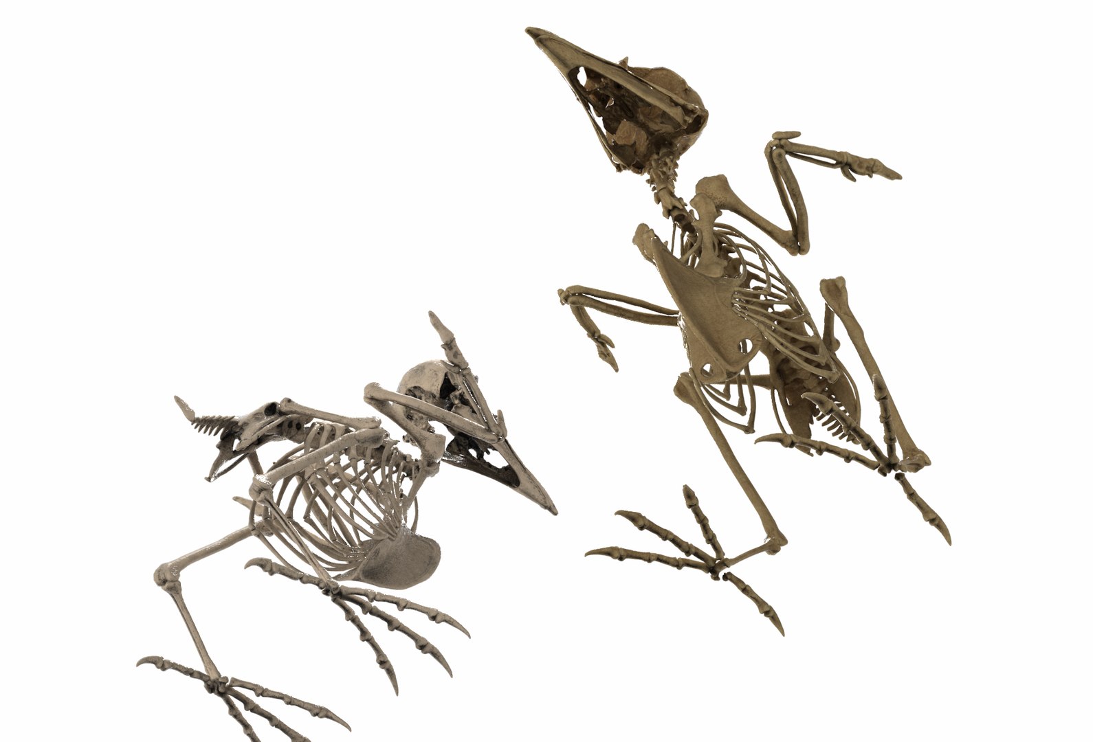 Raven Skeleton Model - TurboSquid 1580846