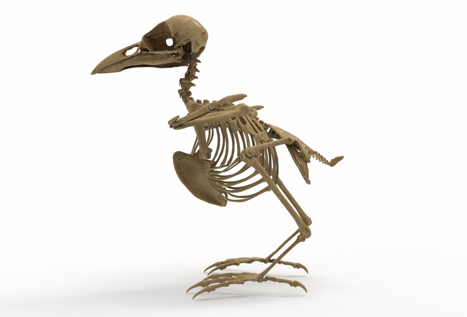 Raven Skeleton Model - TurboSquid 1580846