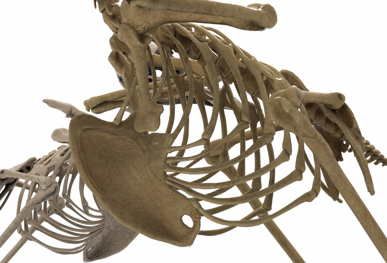 Raven Skeleton Model - TurboSquid 1580846