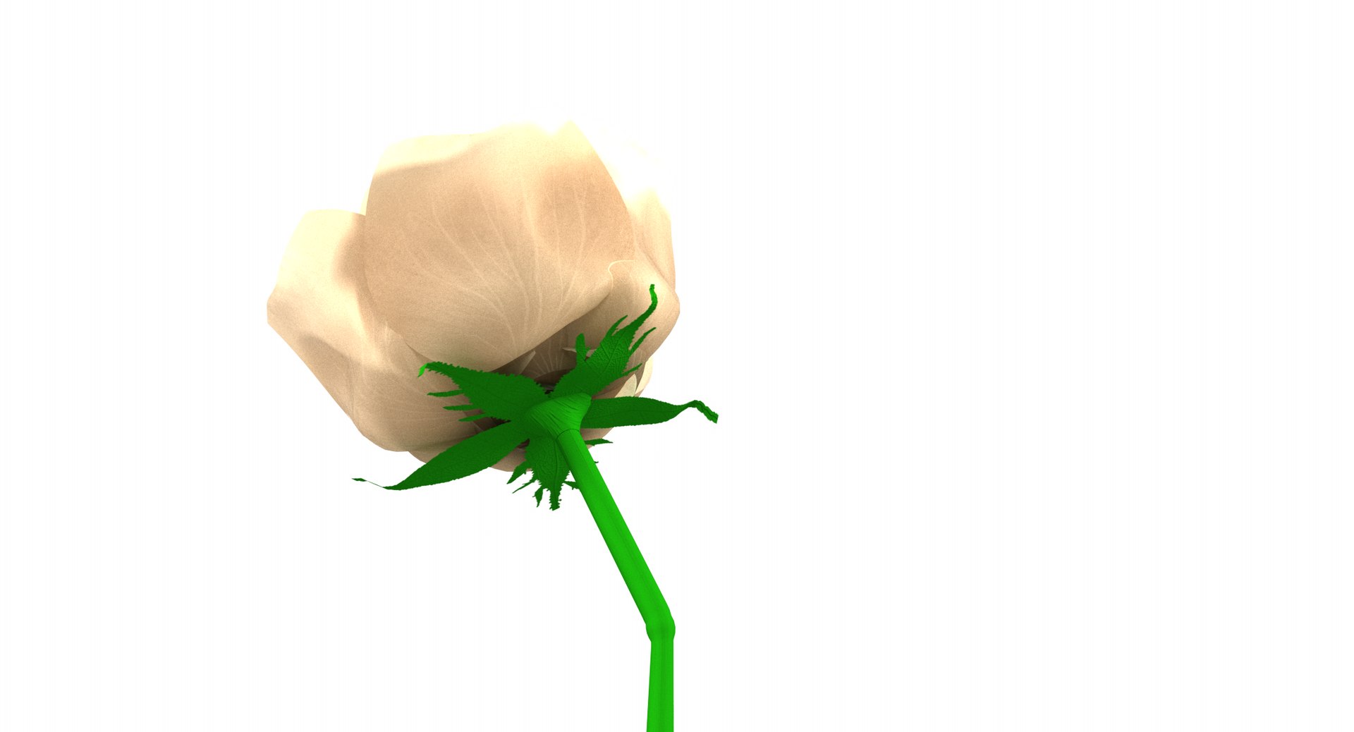 3D White Rose Model - TurboSquid 2167186