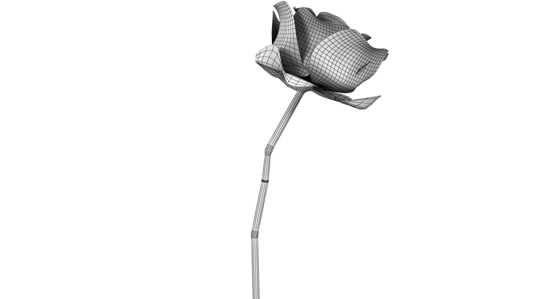 3D White Rose Model - TurboSquid 2167186