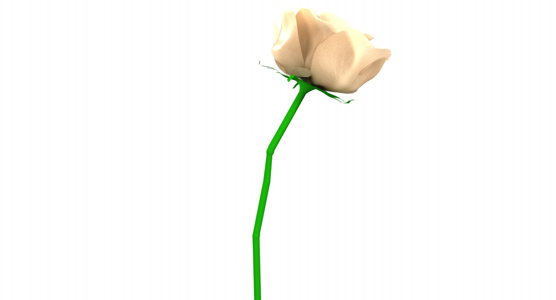 3D White Rose Model - TurboSquid 2167186