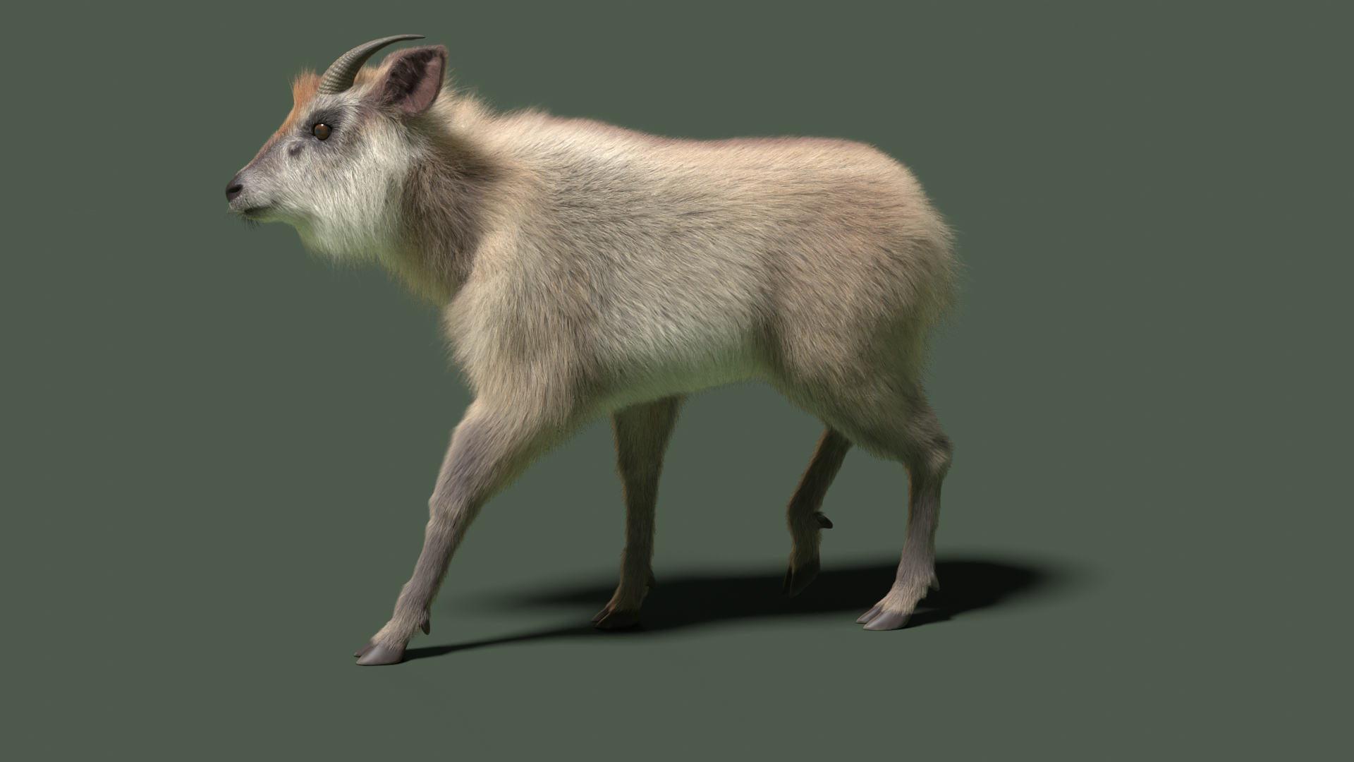 3D Serow - TurboSquid 2095723