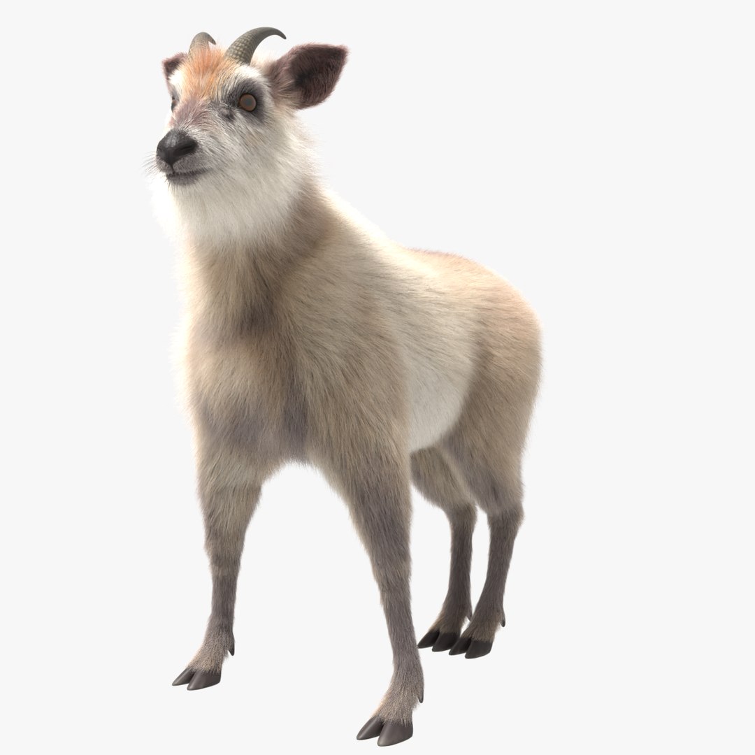 3D Serow - TurboSquid 2095723