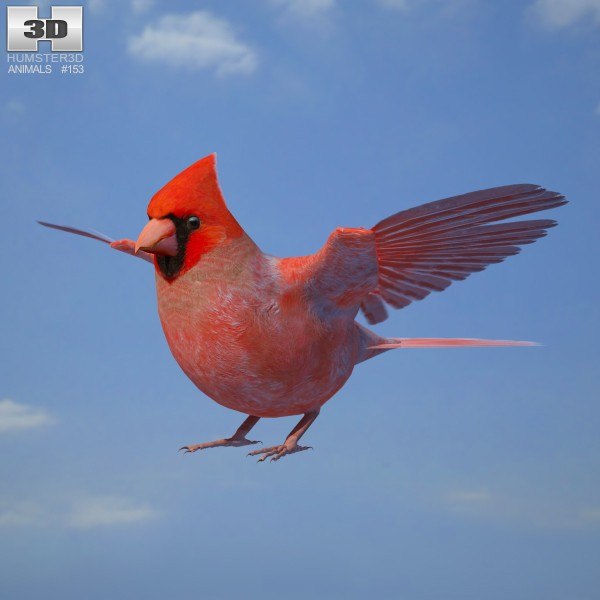 3D Cardinal Models | TurboSquid