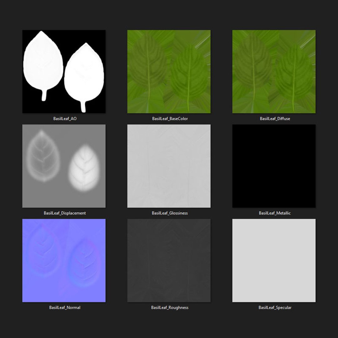 Basil Leaf 3D Model - TurboSquid 2061395