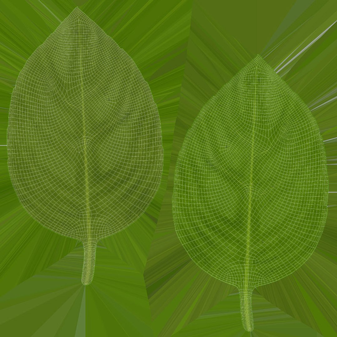 Basil Leaf 3D Model - TurboSquid 2061395