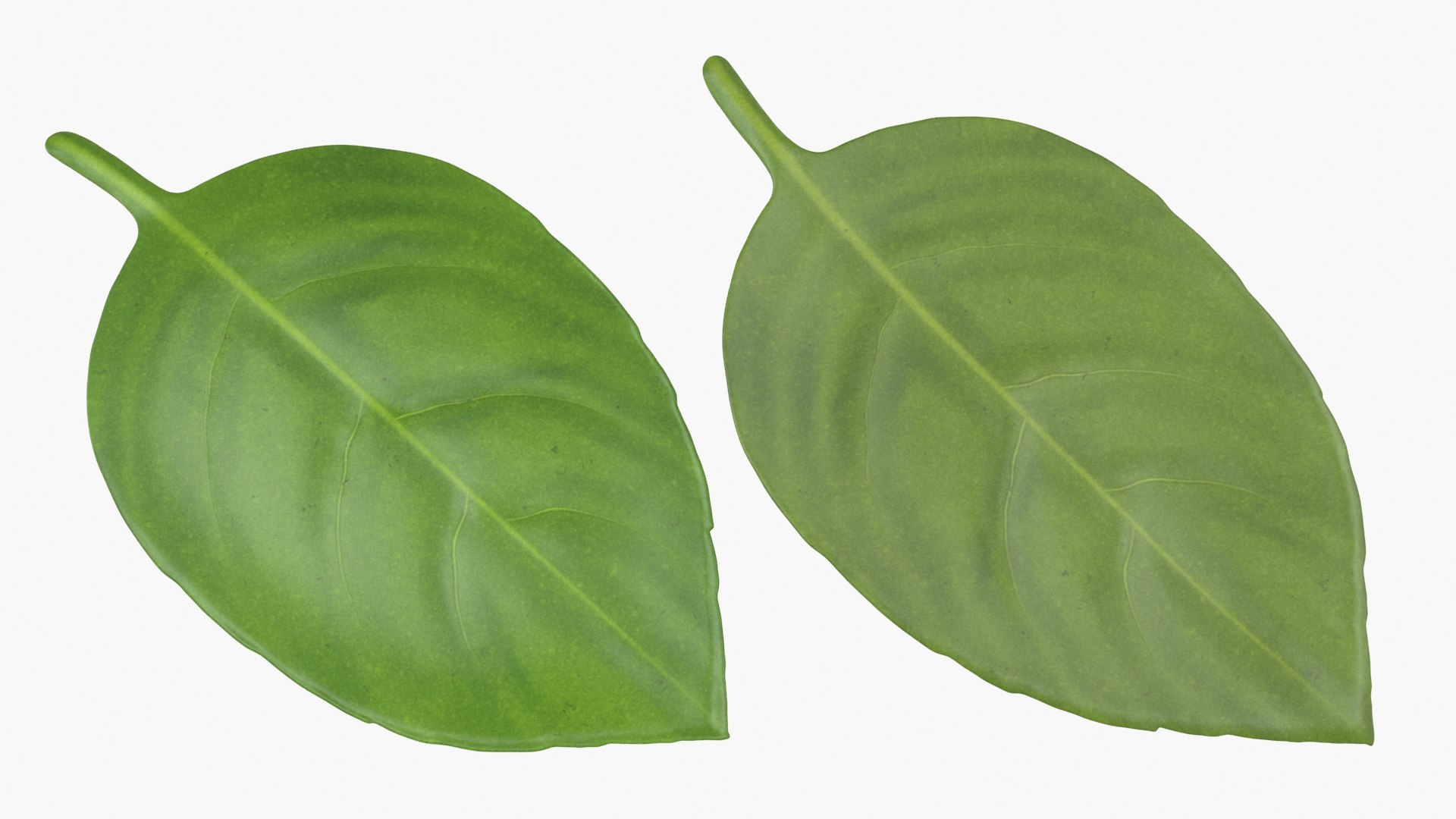 Basil Leaf 3D Model - TurboSquid 2061395