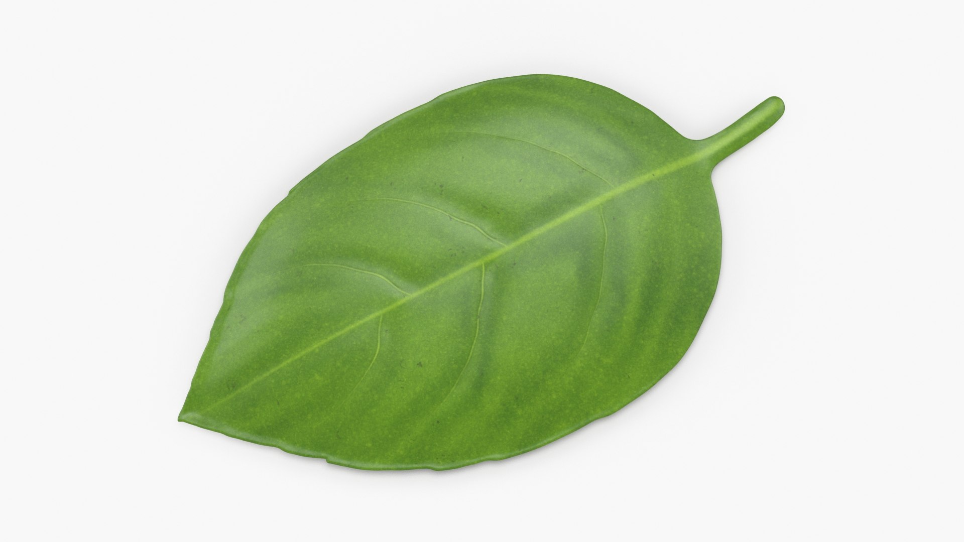 Basil Leaf 3D Model - TurboSquid 2061395