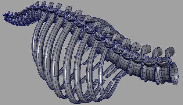 3d spine