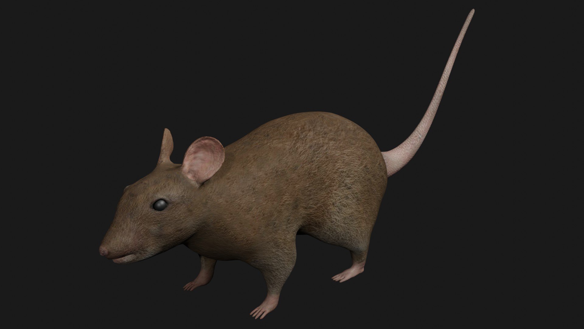 Brown rat rigged 3D model - TurboSquid 1661451