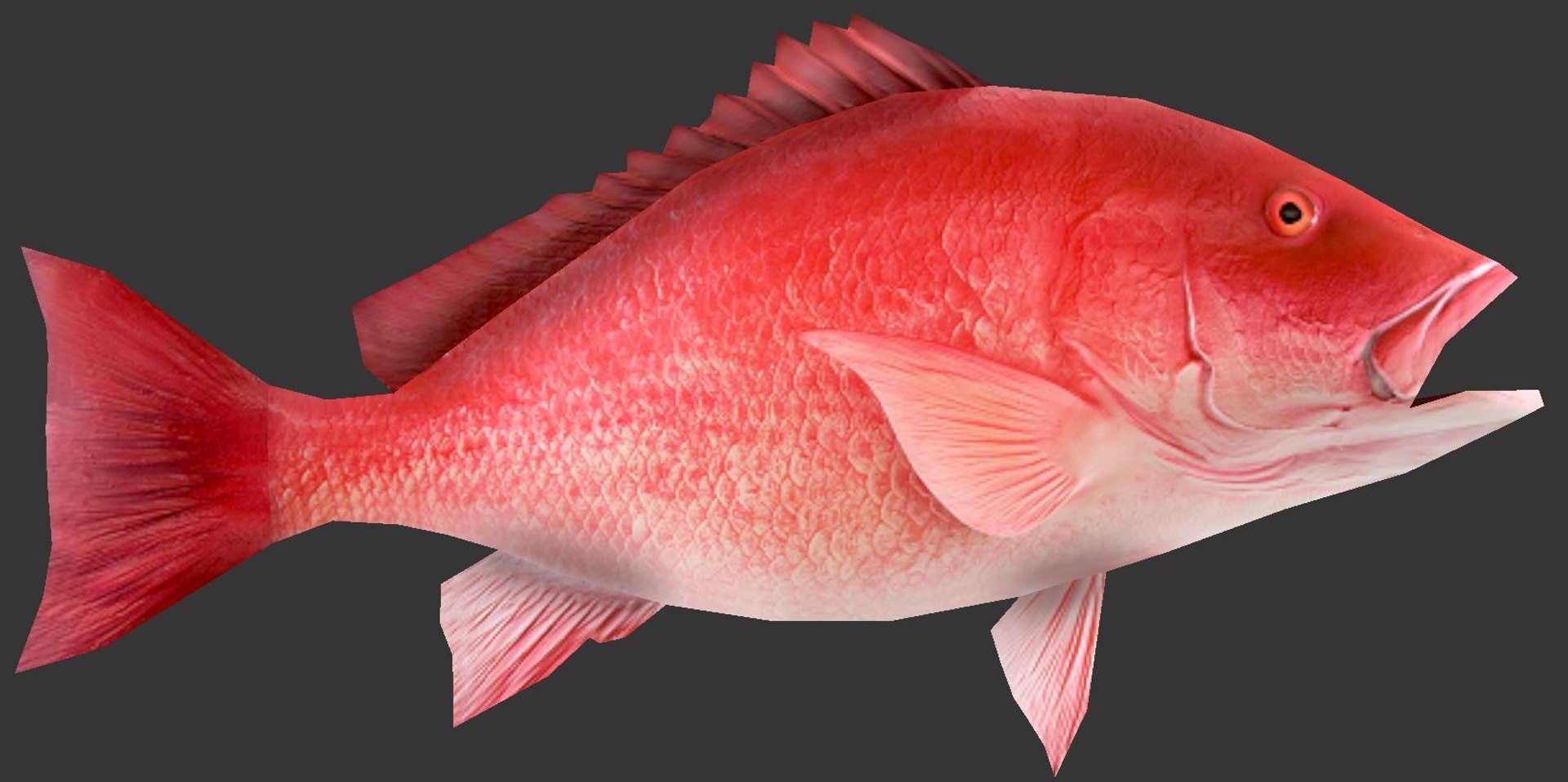 Red snapper 3D model - TurboSquid 1416077