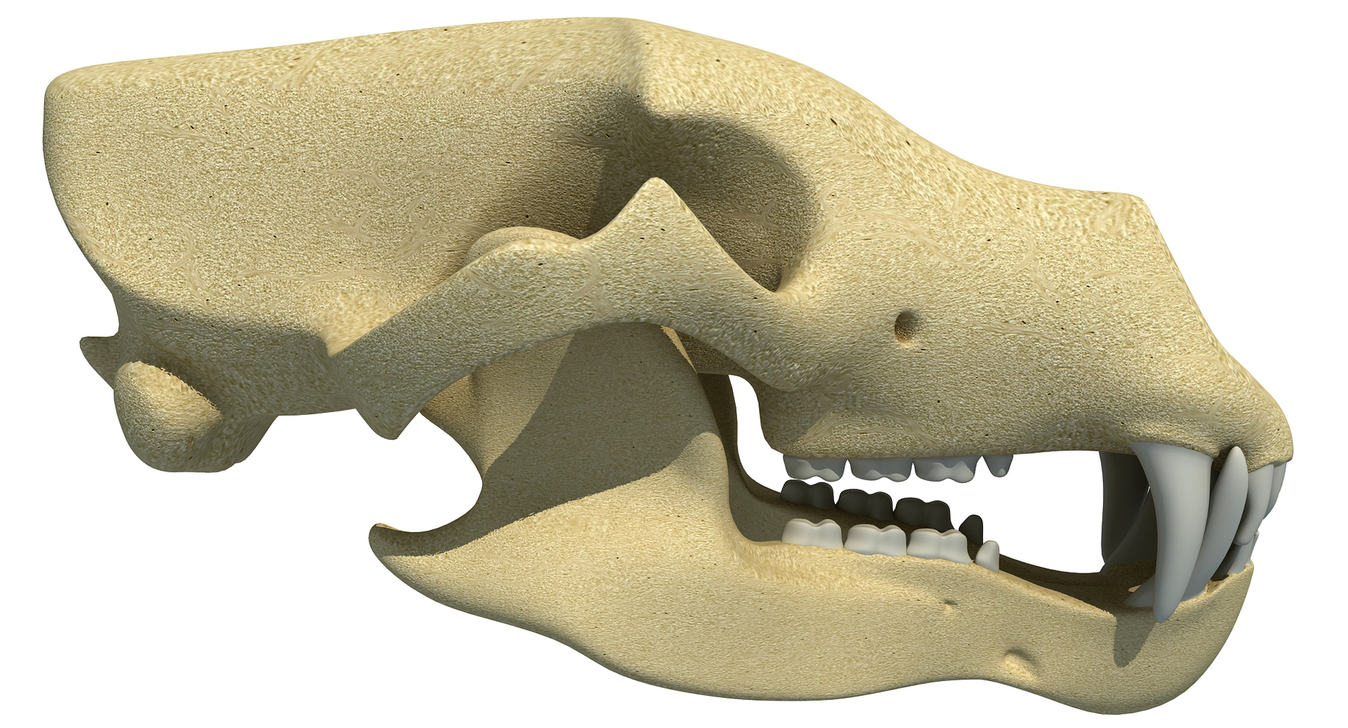 bear skull skeleton 3d model