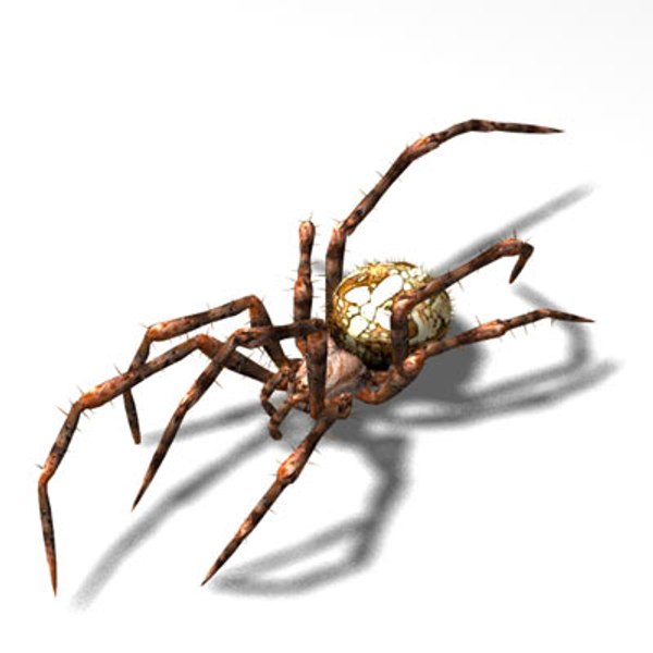 3D Lightwave spider gardenspider diademspider