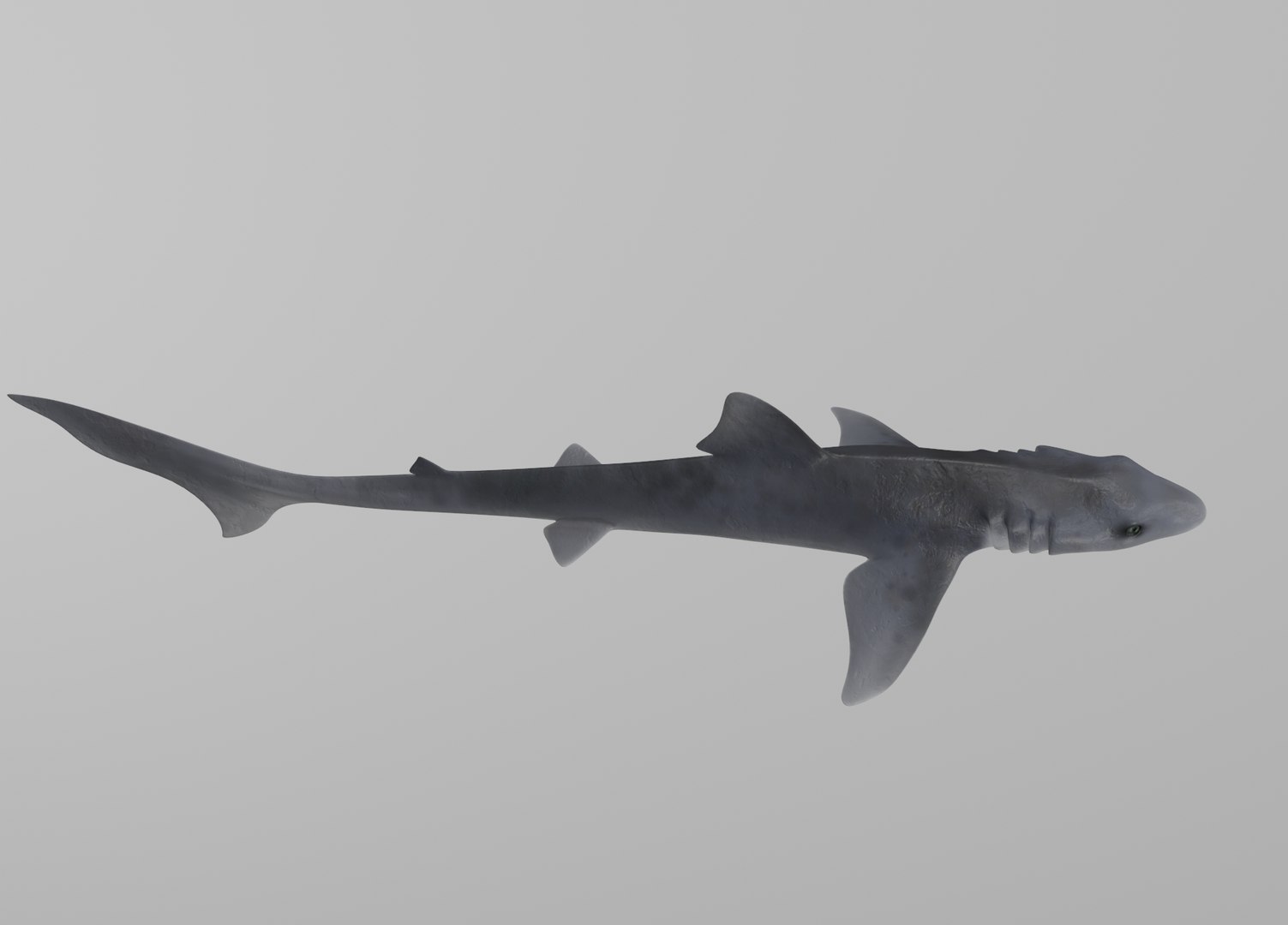3D dogfish shark swimming animation model - TurboSquid 1628623