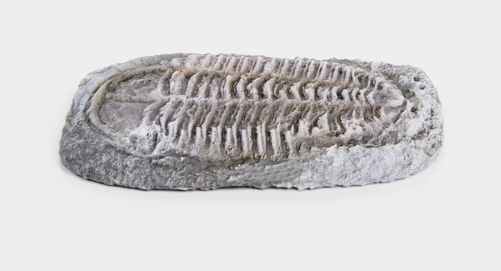 3D Trilobite Fossil 1 Model - TurboSquid 1338246