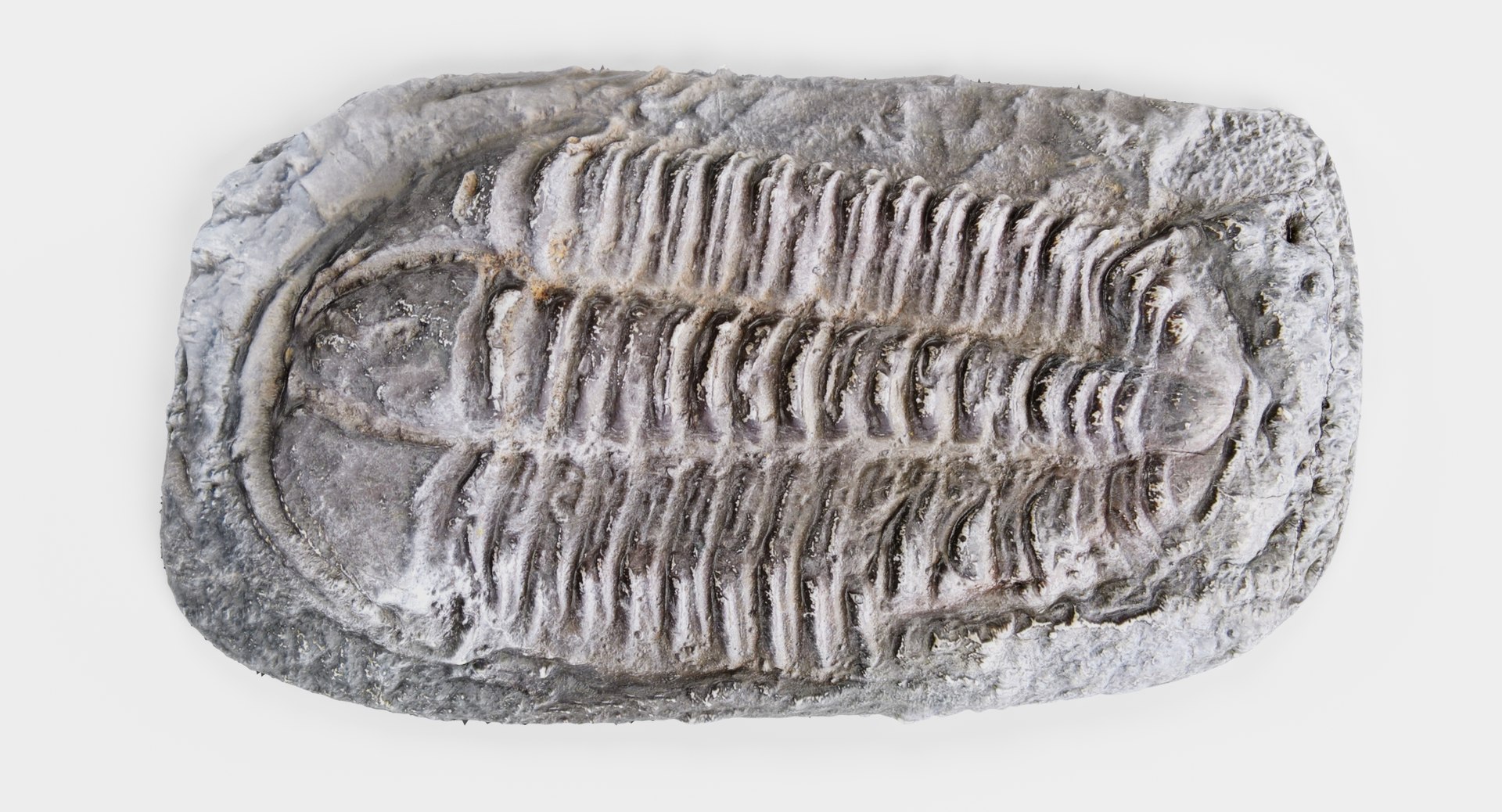 3D Trilobite Fossil 1 Model - TurboSquid 1338246