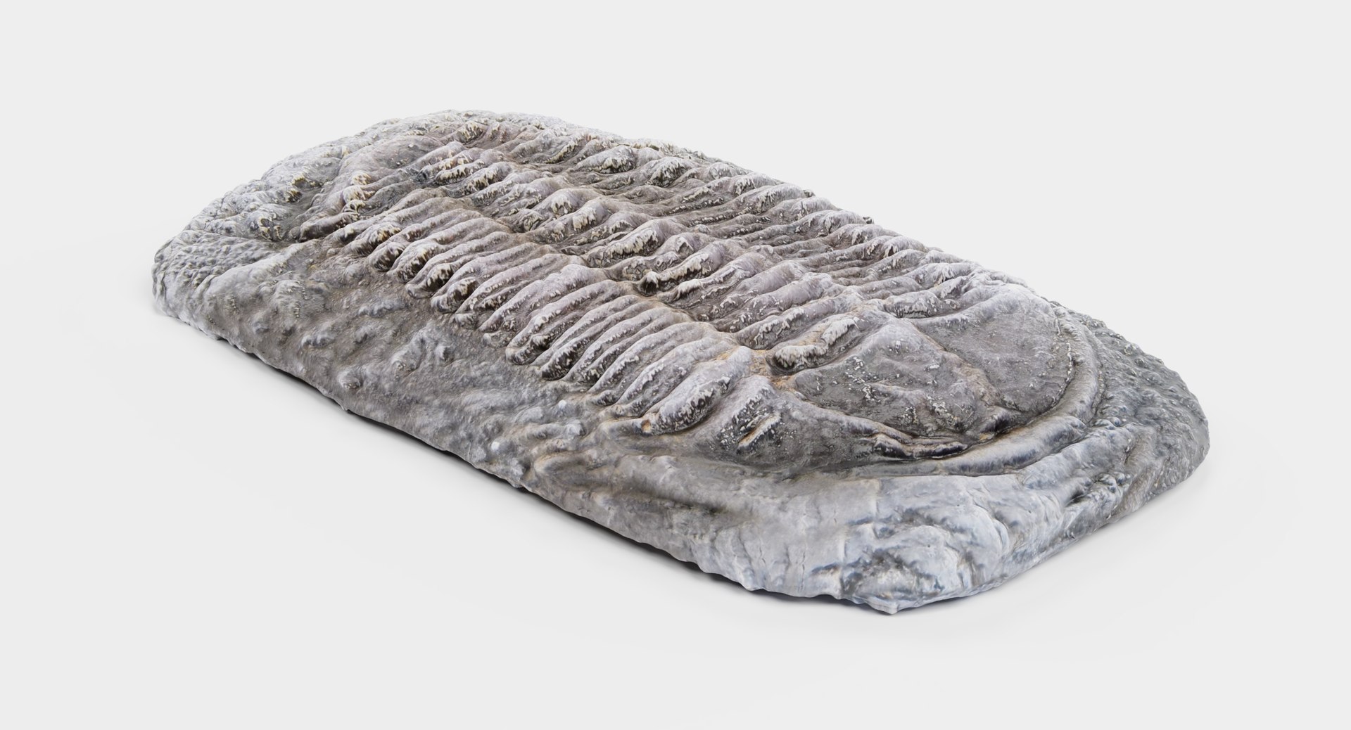 3D Trilobite Fossil 1 Model - TurboSquid 1338246