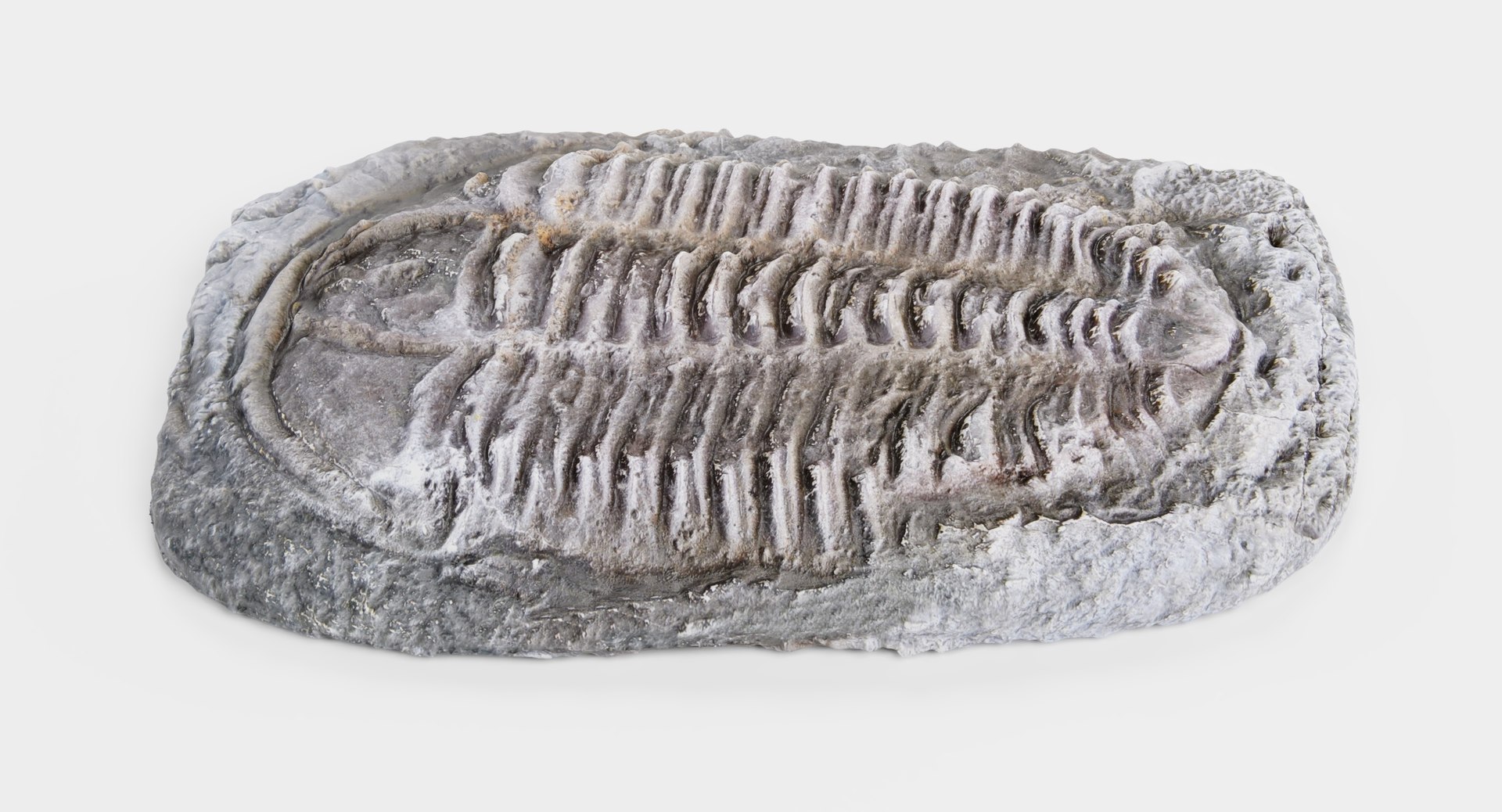 3D Trilobite Fossil 1 Model - TurboSquid 1338246