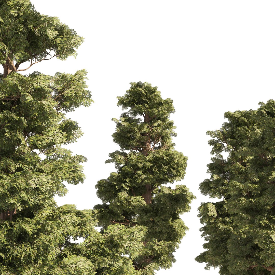 Small Redwoods Trees 3D Model - TurboSquid 1933969