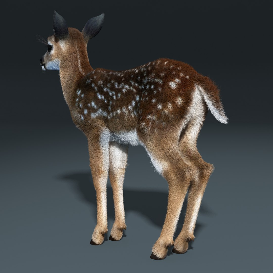Fawn Baby Deer Fur 3d Model