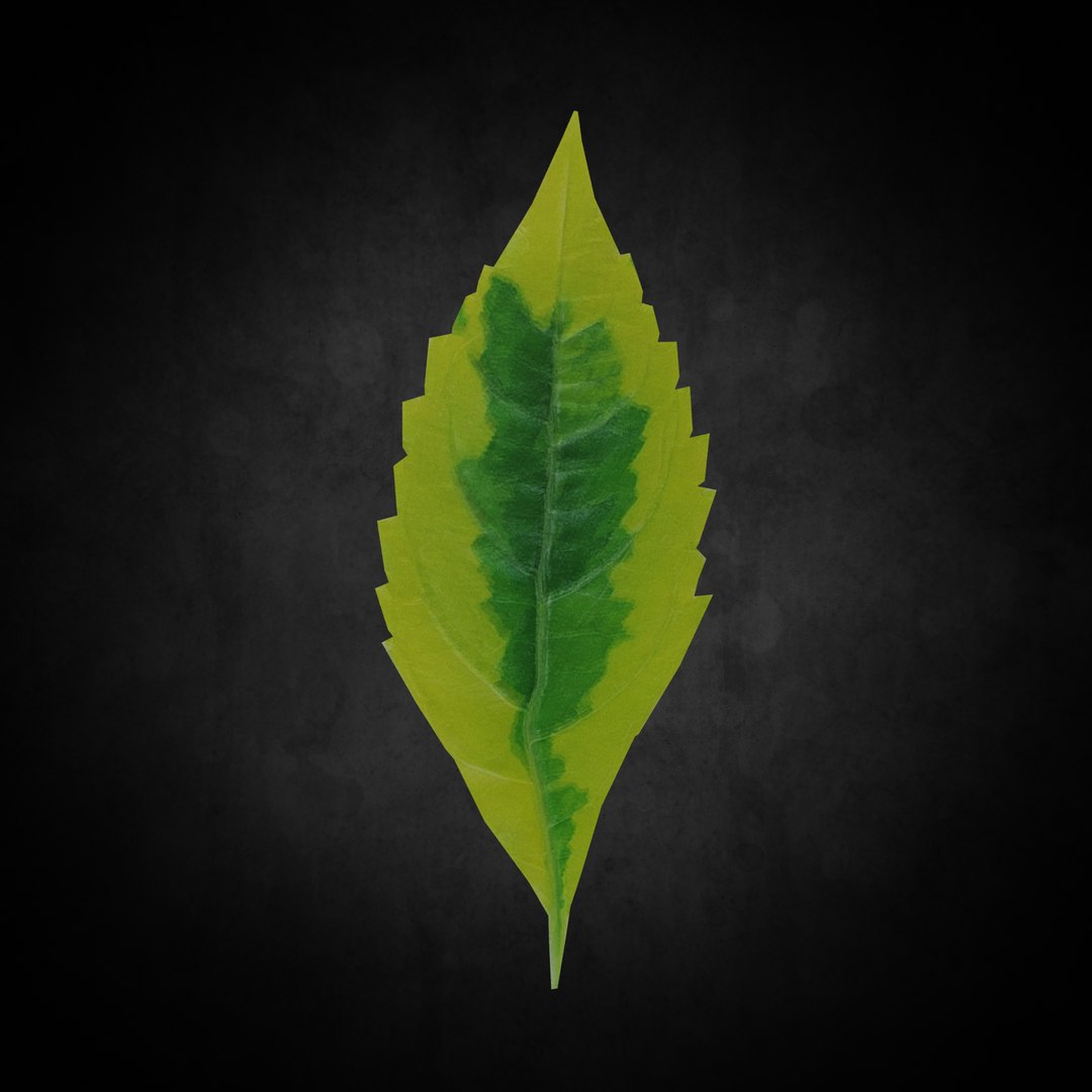 3D Low Poly Leaf 072 - TurboSquid 1852527
