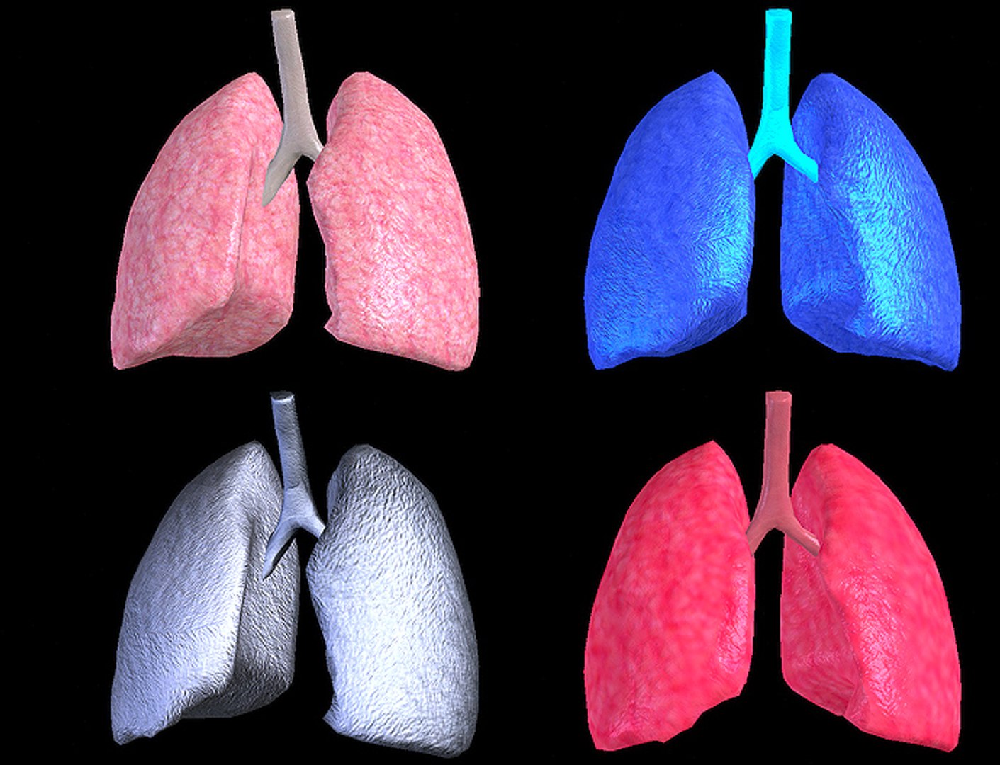 Lung Mat 3d Model