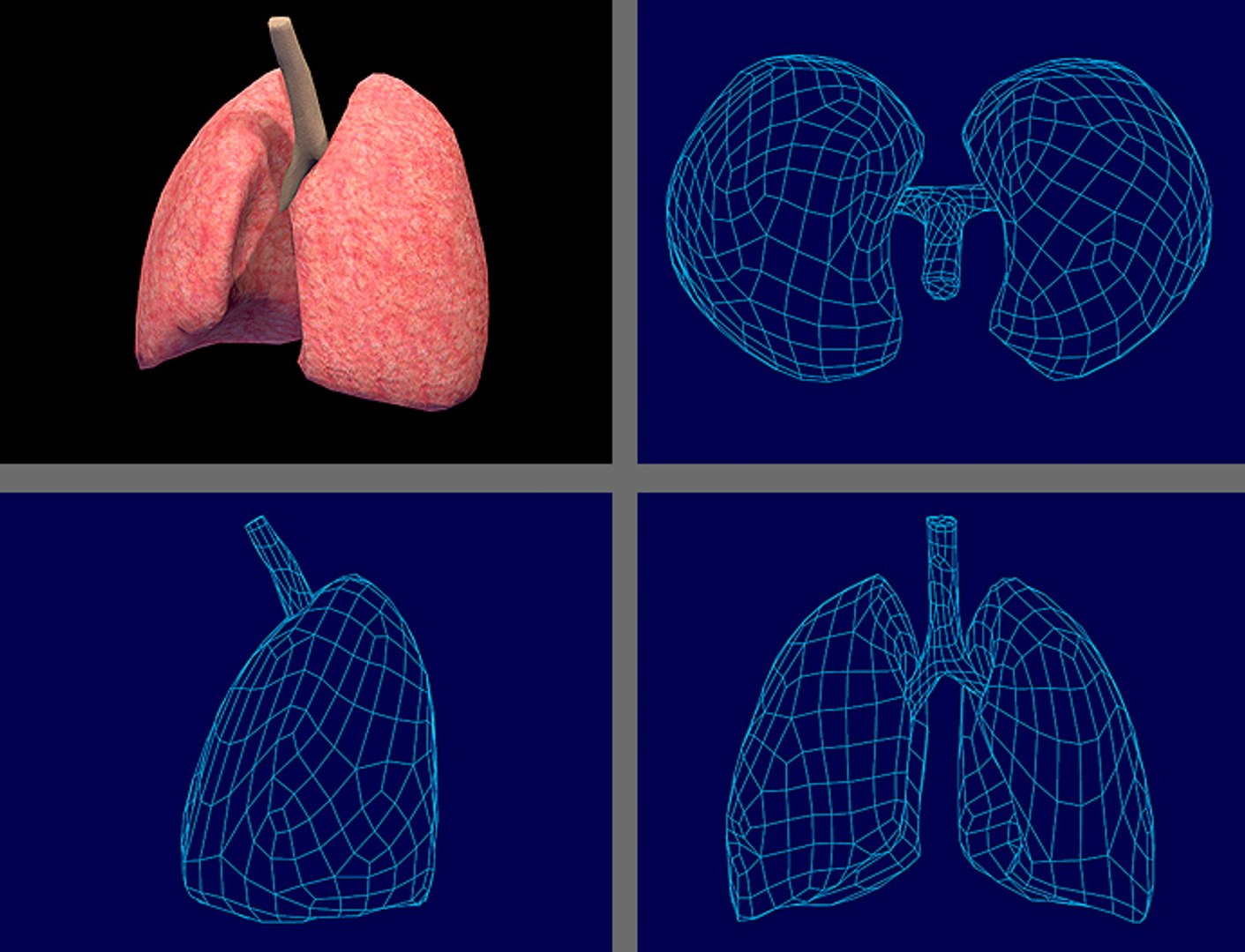 Lung Mat 3d Model