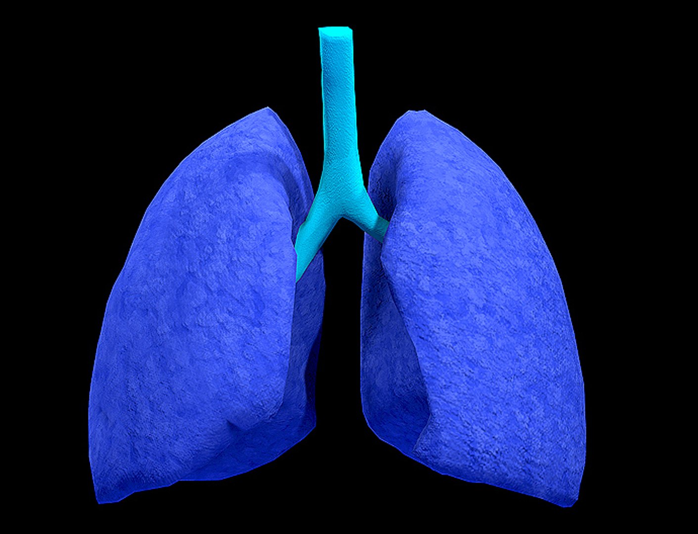 Lung Mat 3d Model