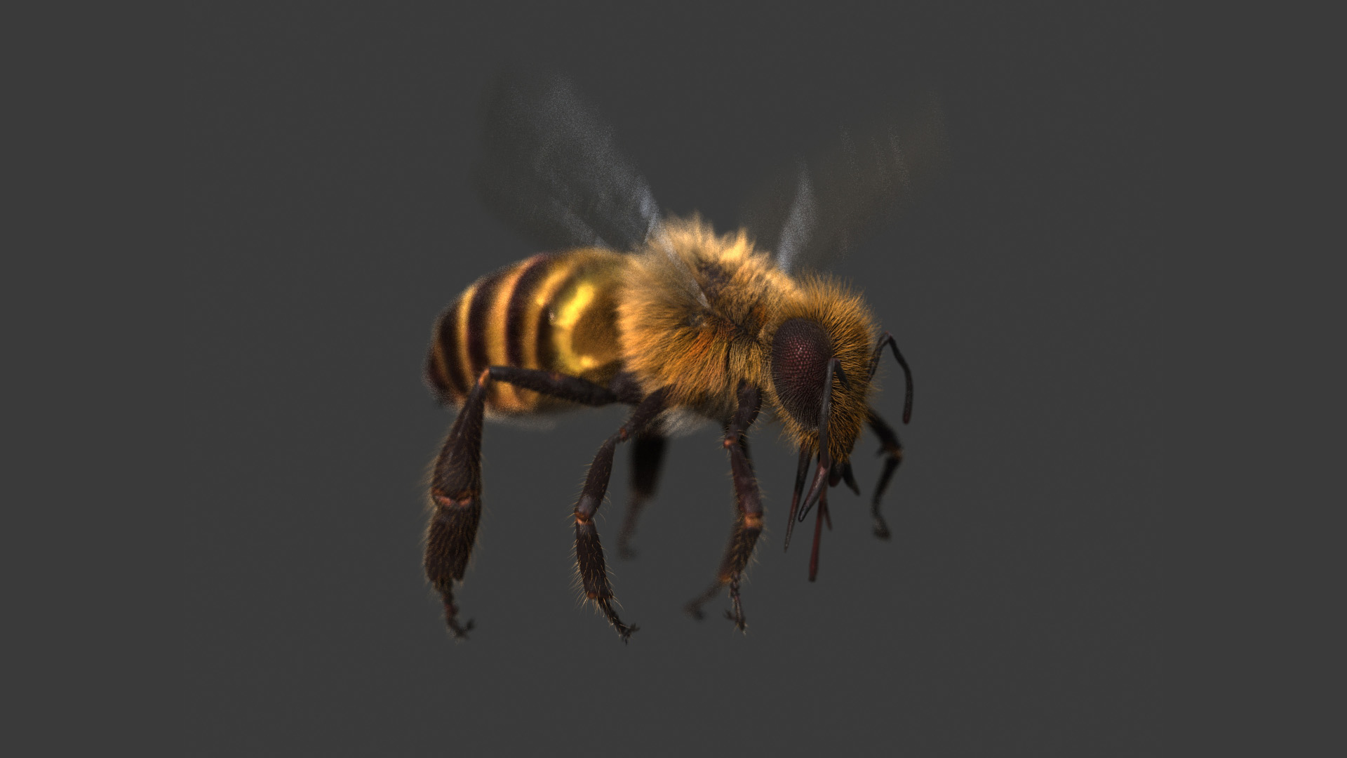 HoneyBee XGEN ANIMATED 3D Model - TurboSquid 1804361