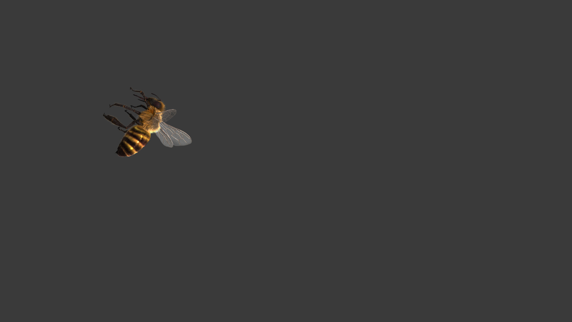 HoneyBee XGEN ANIMATED 3D model - TurboSquid 1804361