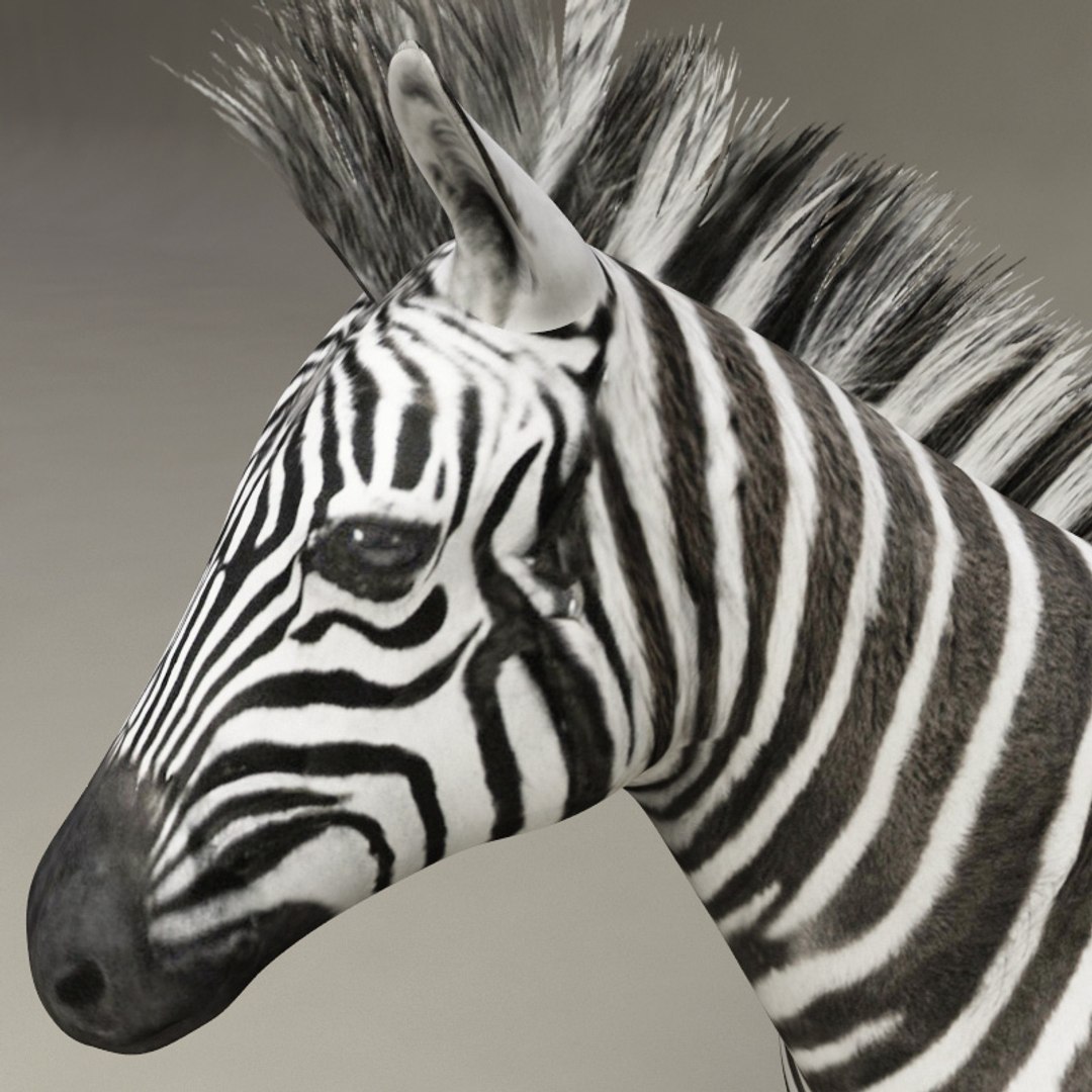 3d model zebra modelled