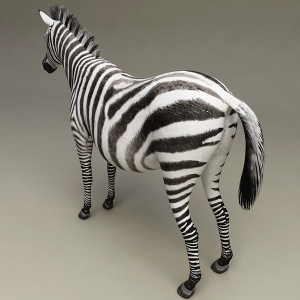3d model zebra modelled