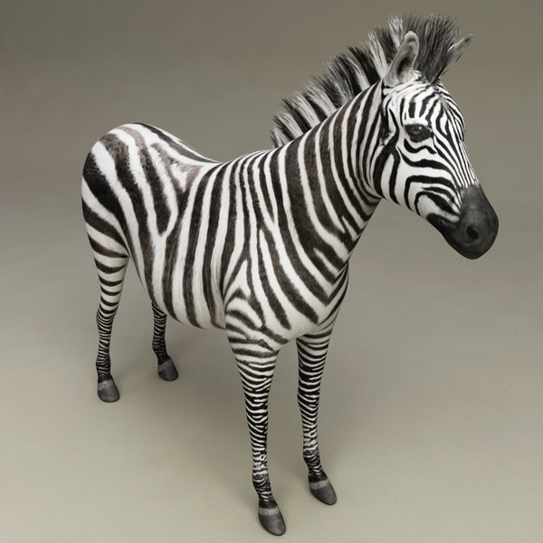 3d model zebra modelled