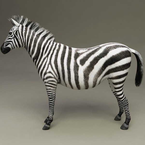 3d model zebra modelled