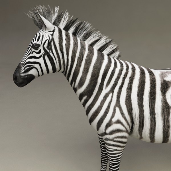 3d model zebra modelled