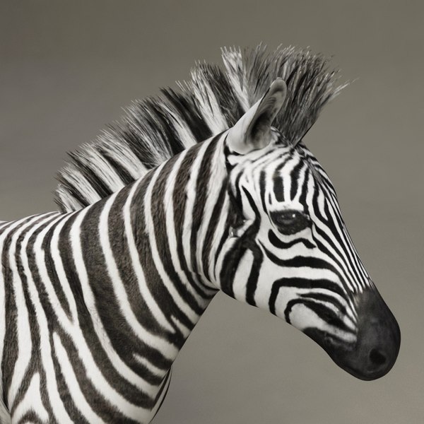 3d model zebra modelled