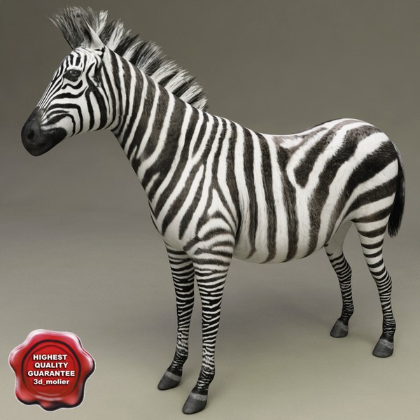 Zebra 3D Models for Download | TurboSquid