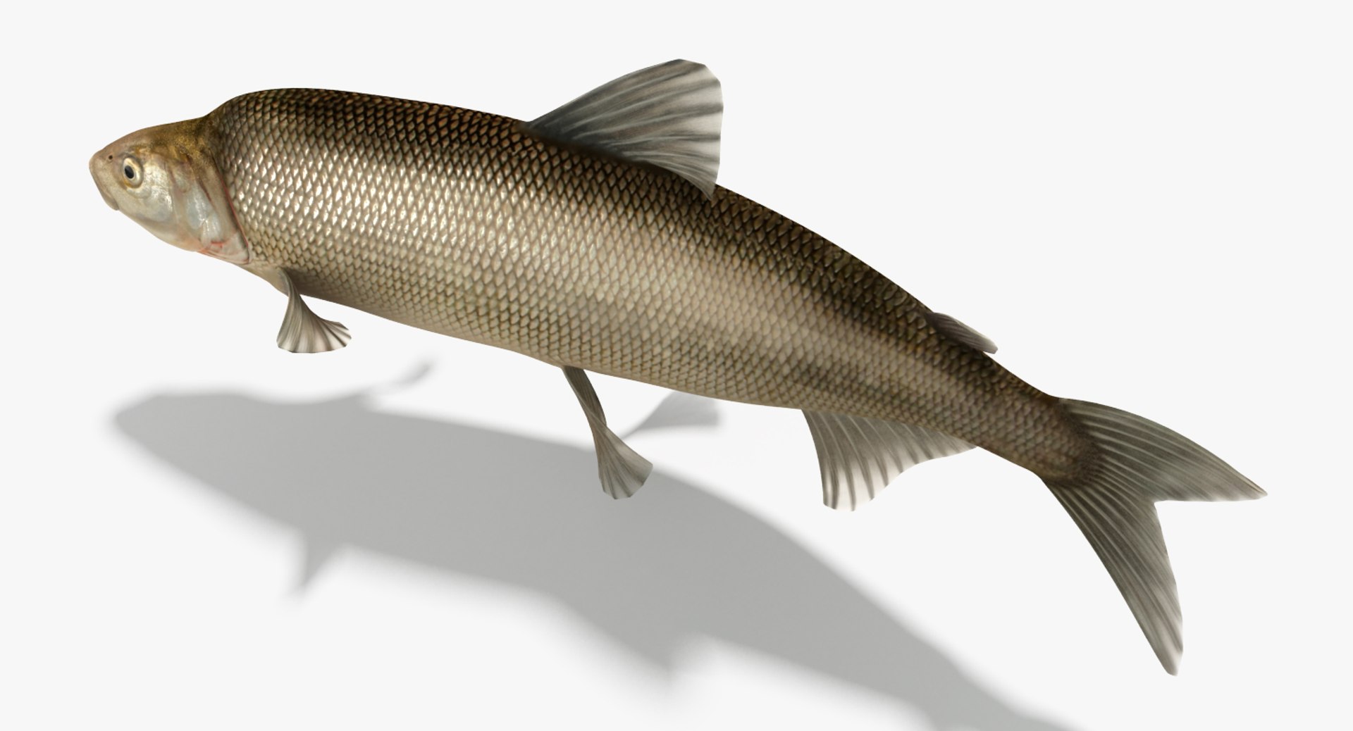 Muksun Fish Animation Max