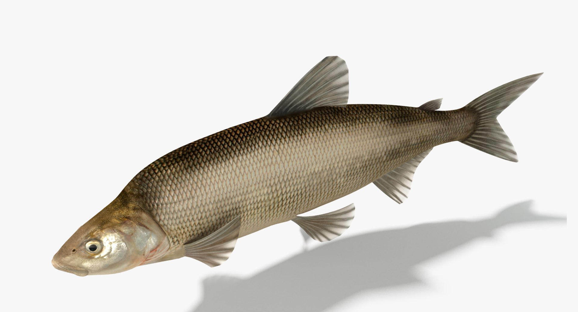 Muksun Fish Animation Max