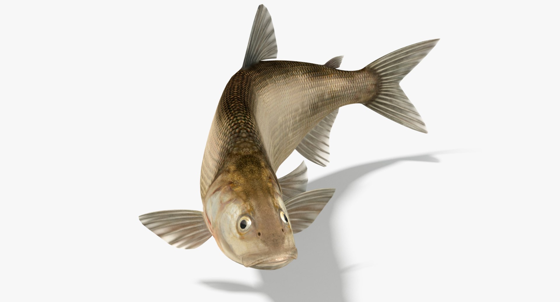 Muksun Fish Animation Max