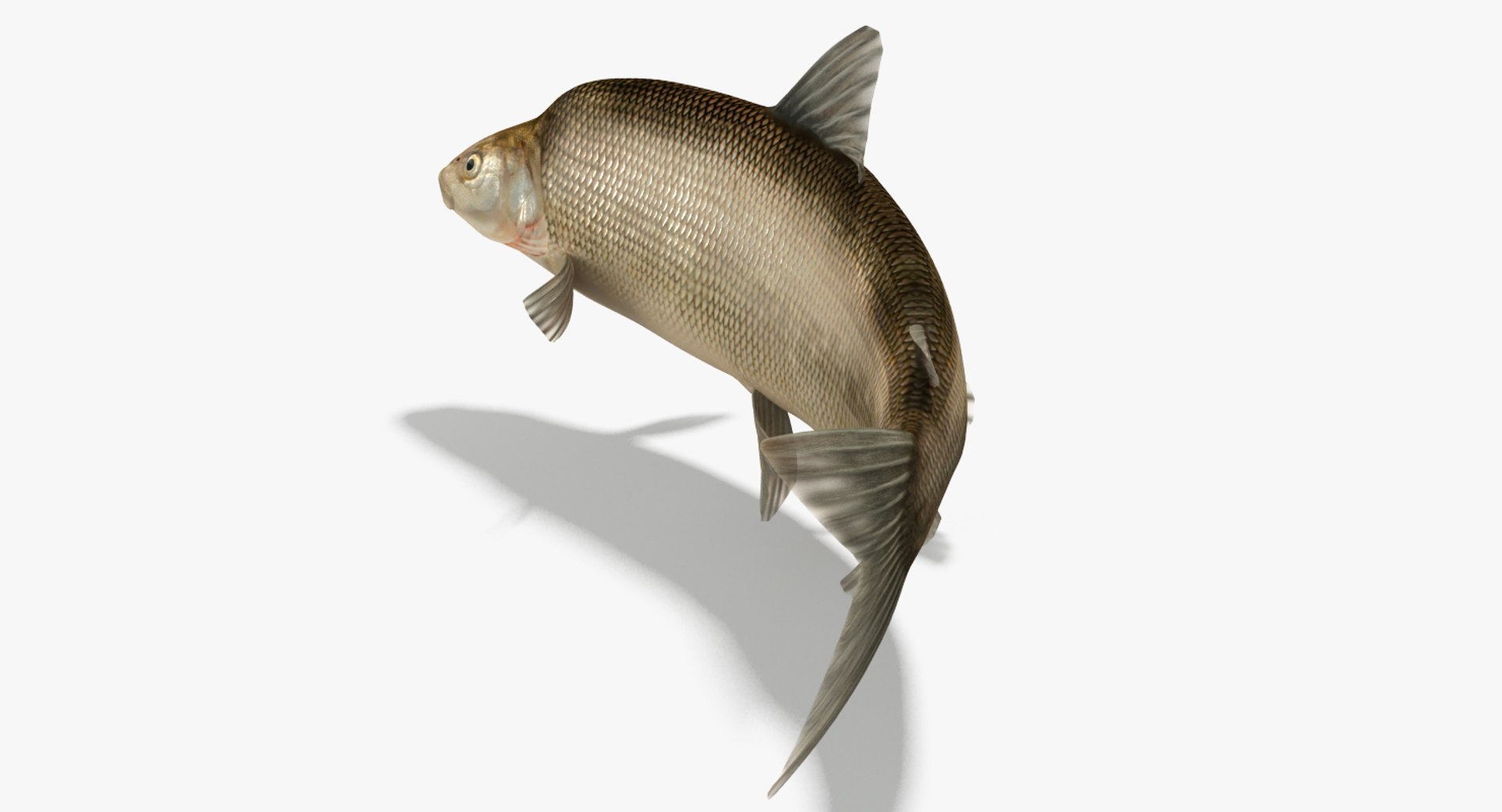 Muksun Fish Animation Max