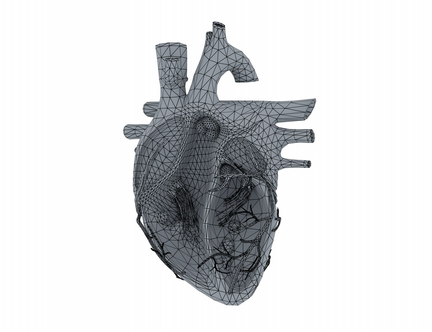 Basic Heart Anatomy Model 3D Model - TurboSquid 2390105